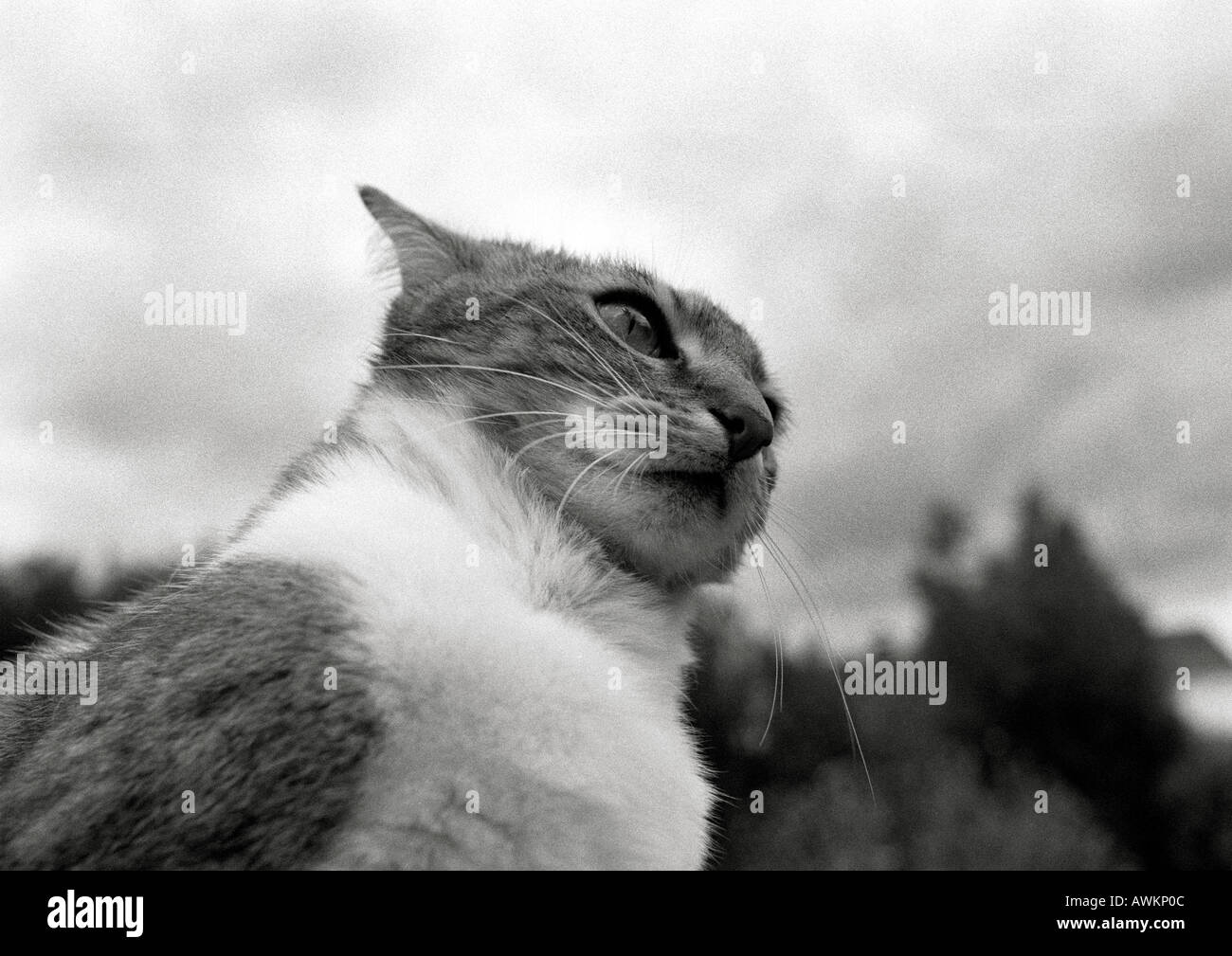 Cats face from below hi-res stock photography and images - Alamy