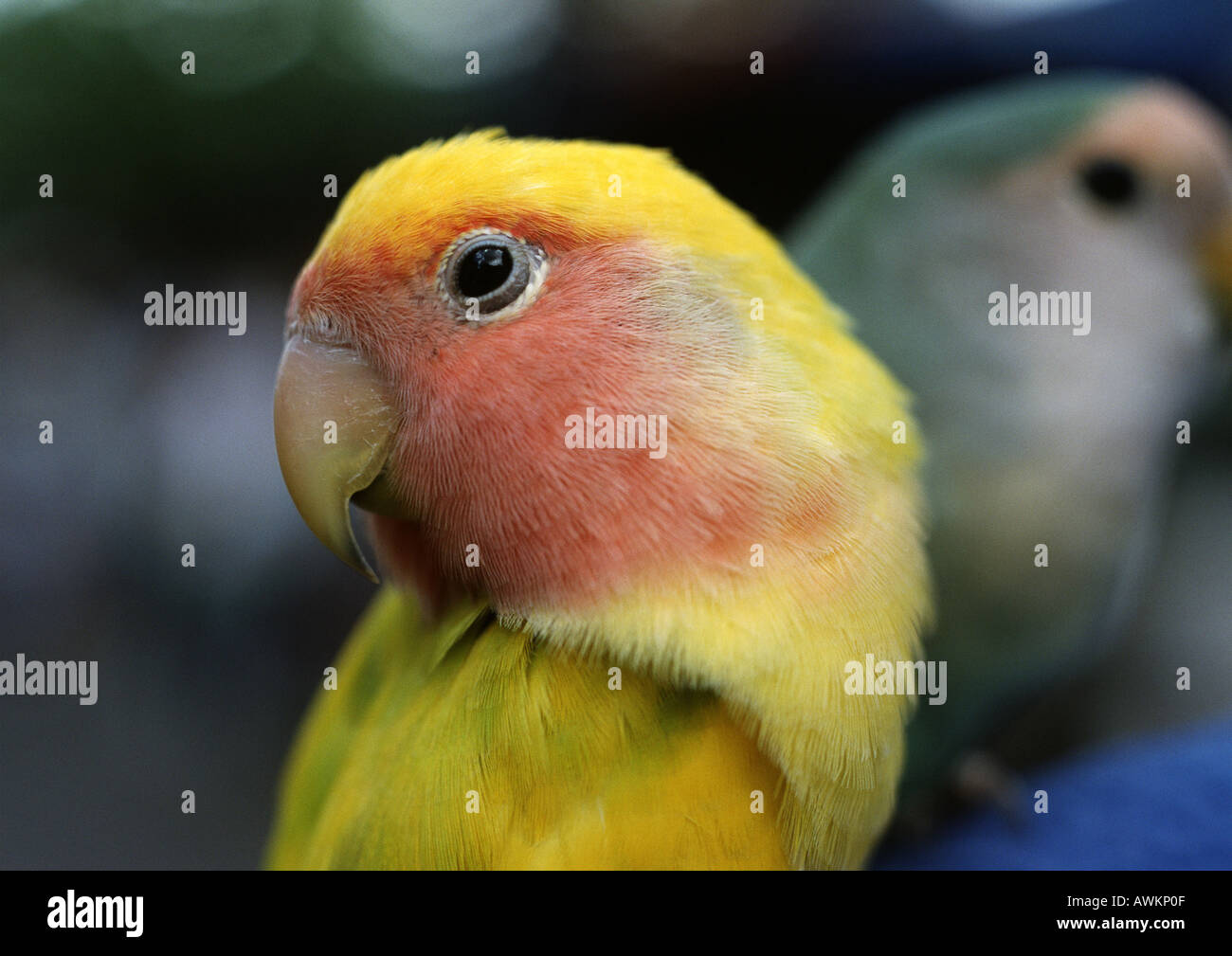 Two budgerigars parrots hi-res stock photography and images - Alamy