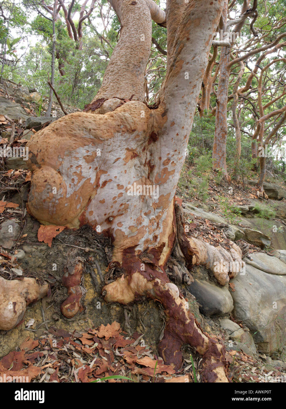 Sydney red gum (Angophora costata Stock Photo - Alamy