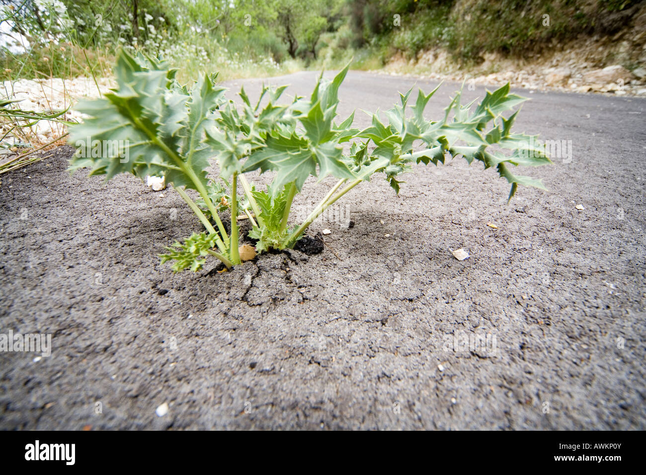 plant breaking through the asphalt of a street Stock Photo - Alamy