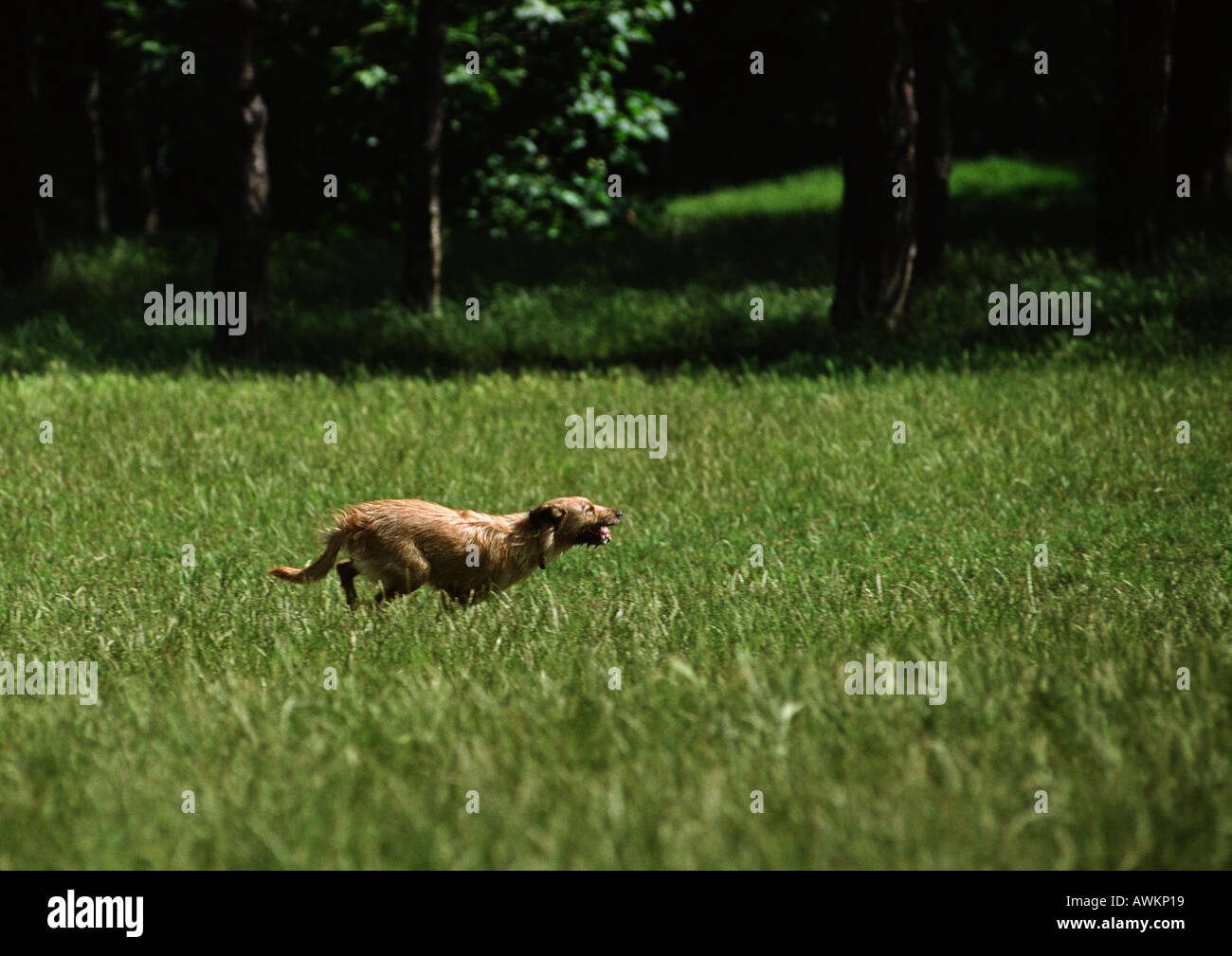 Dog running on grass outside Stock Photo - Alamy