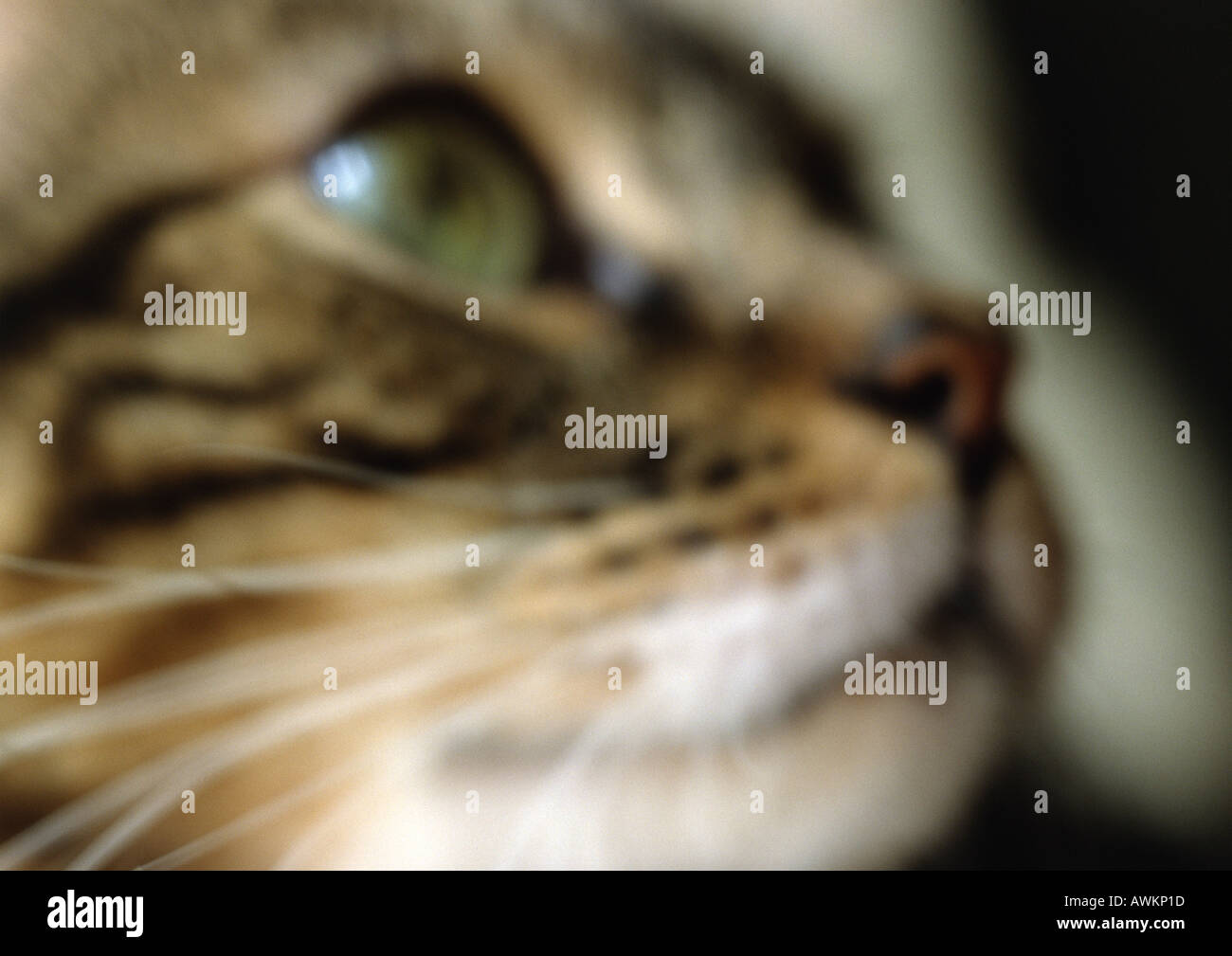 Cat's face, close up, blurry Stock Photo - Alamy
