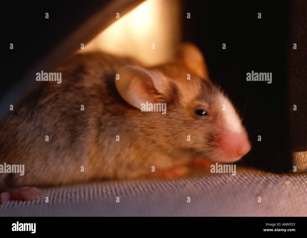 Mouse images color hi-res stock photography and images - Alamy