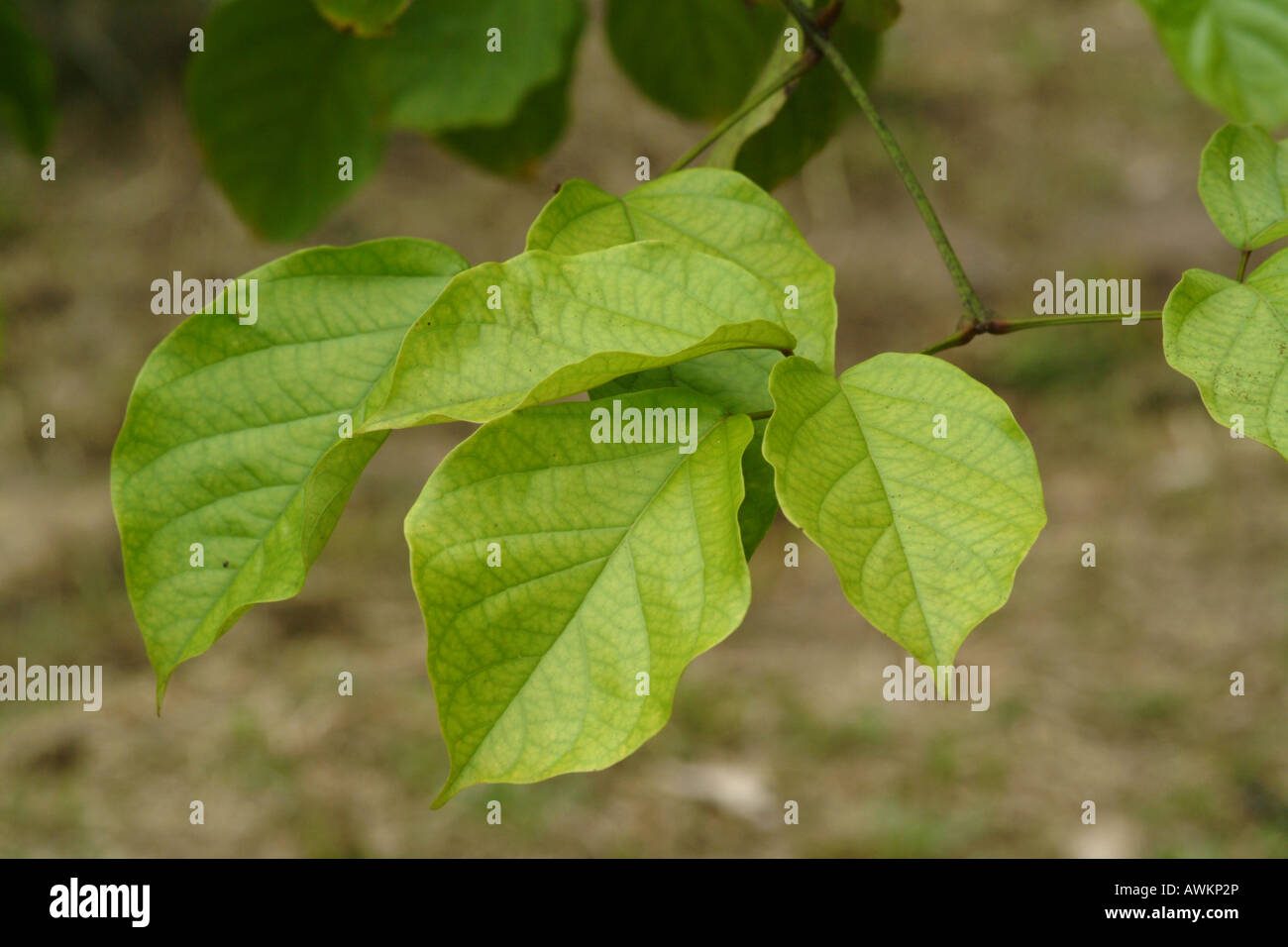 Clavo huasca Tynnanthus panurensis medicinal plant Amazonia Stock Photo ...