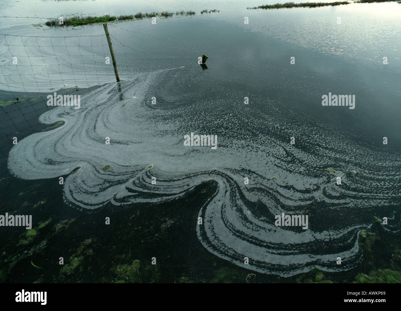 Oil deposits on water Stock Photo - Alamy