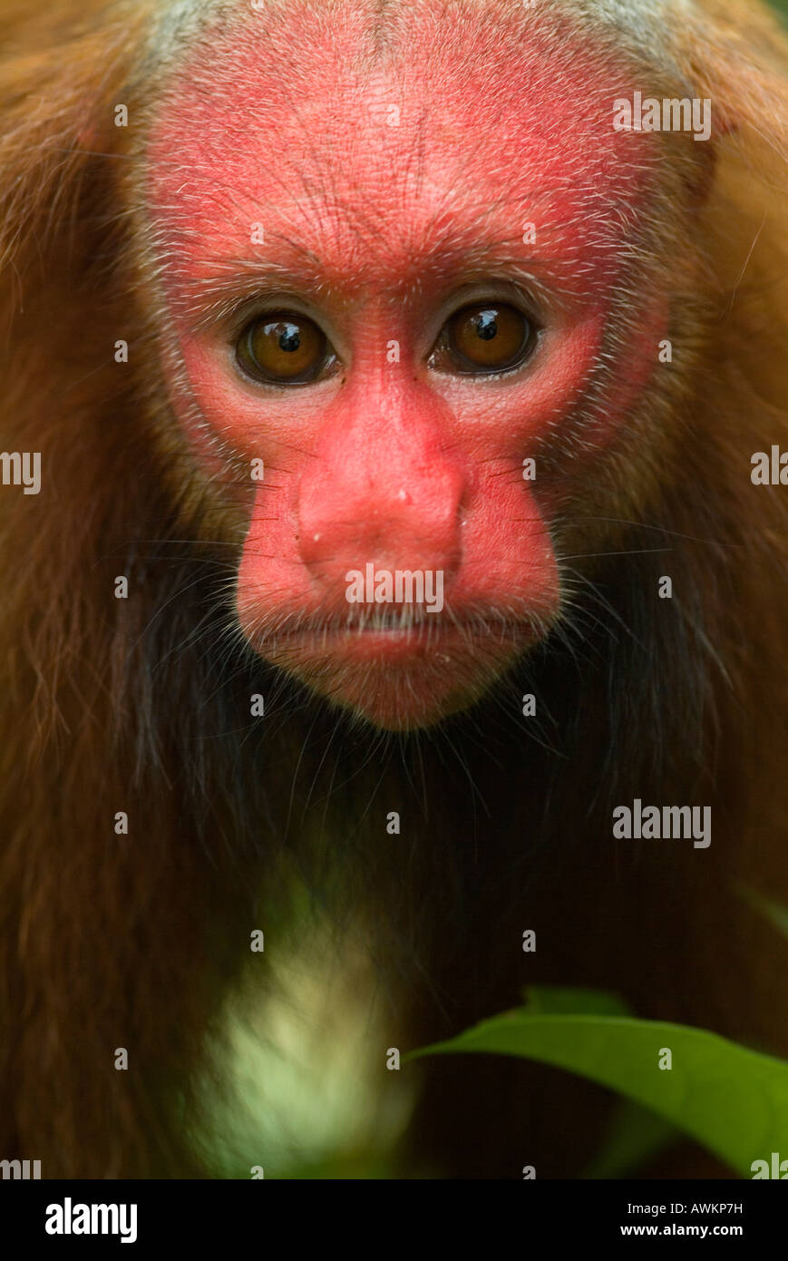 Uakari monkey hi-res stock photography and images - Alamy