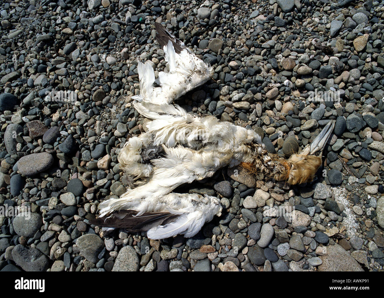 Remnants of a dead bird on rocks Stock Photo - Alamy