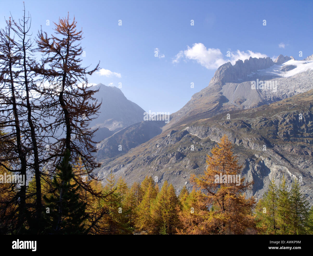 Aletsch forest, Switzerland Stock Photo - Alamy