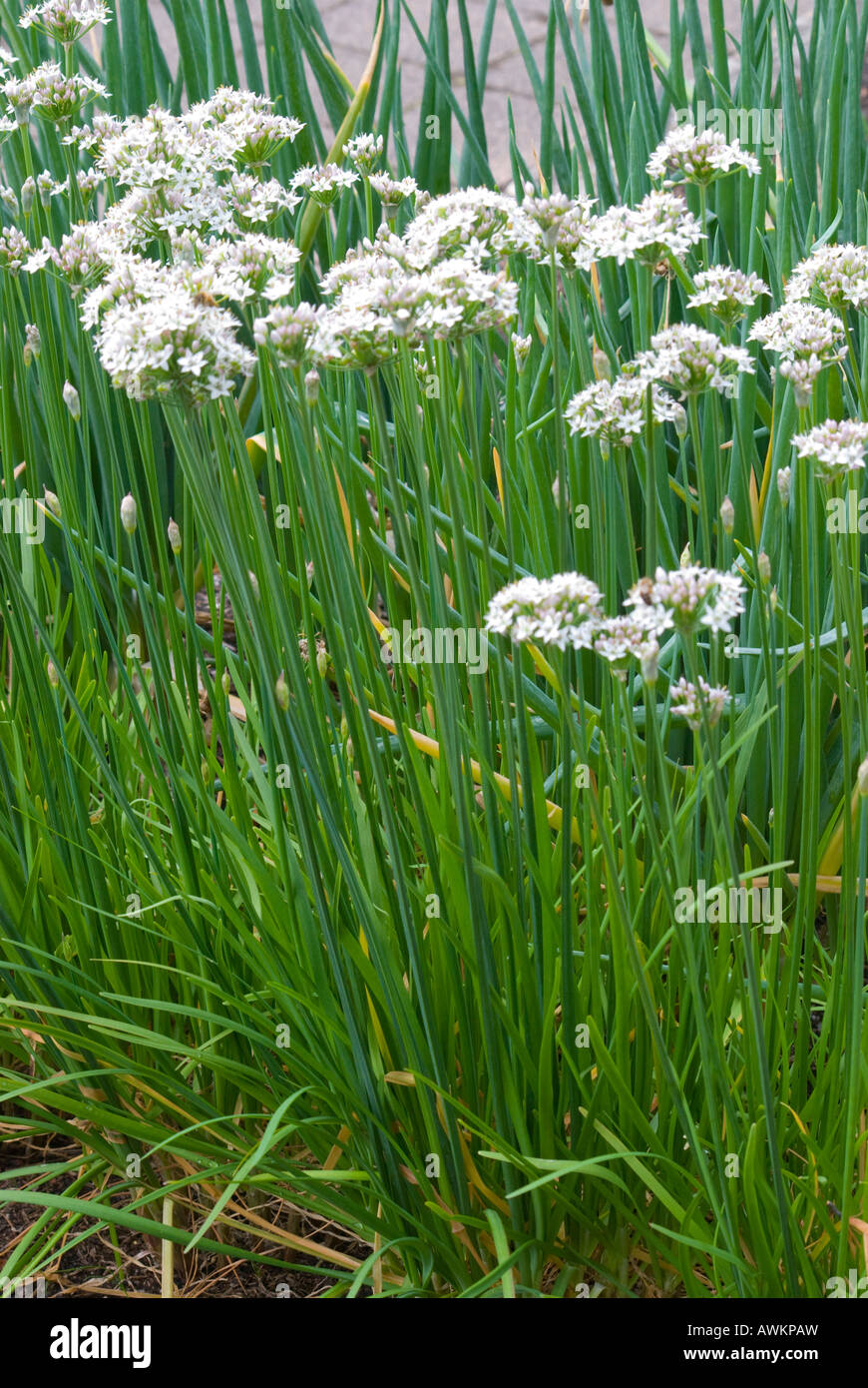 Garlic chives allium tuberosum in flower Stock Photo - Alamy