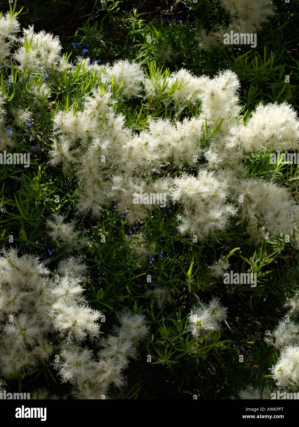 Flax leaf paperbark (Melaleuca linearifolia Stock Photo - Alamy
