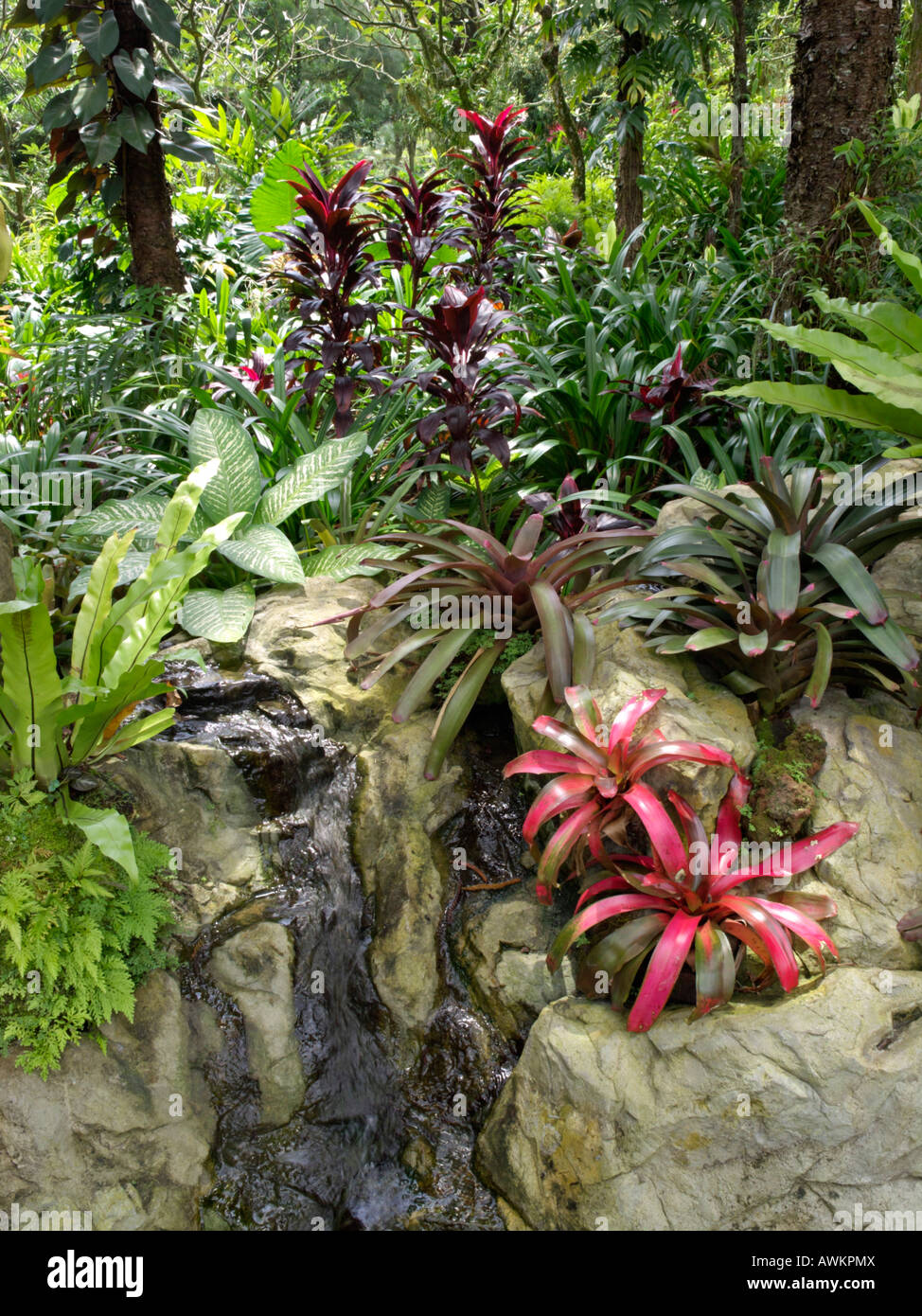 Bromeliad garden, National Orchid Garden, Singapore Stock Photo - Alamy