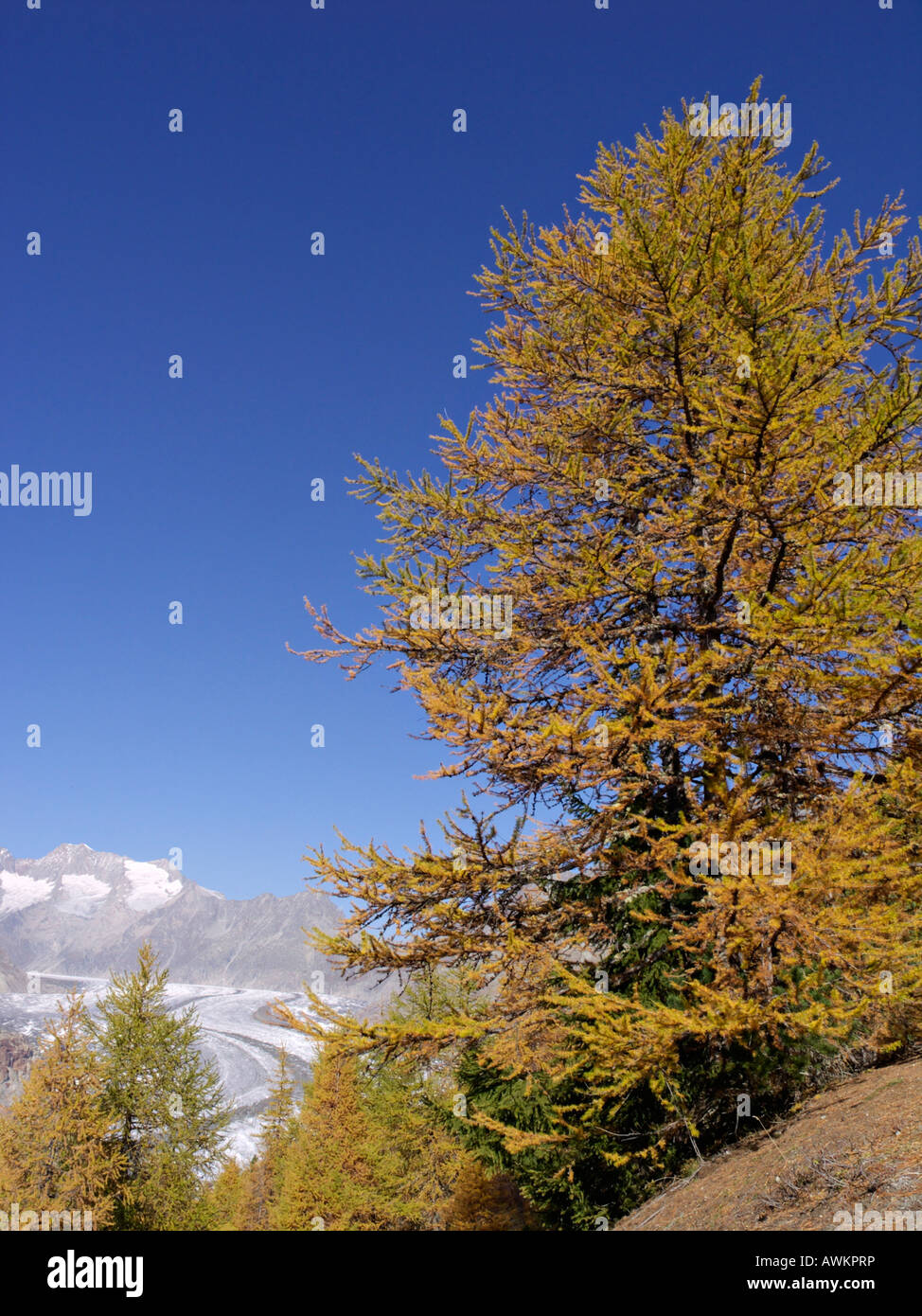 Aletsch forest, Switzerland Stock Photo - Alamy