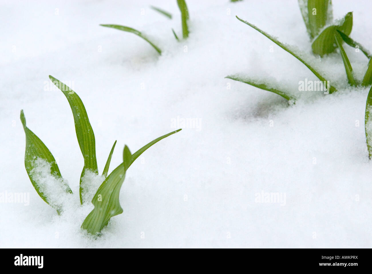 Breaking plant hi-res stock photography and images - Alamy