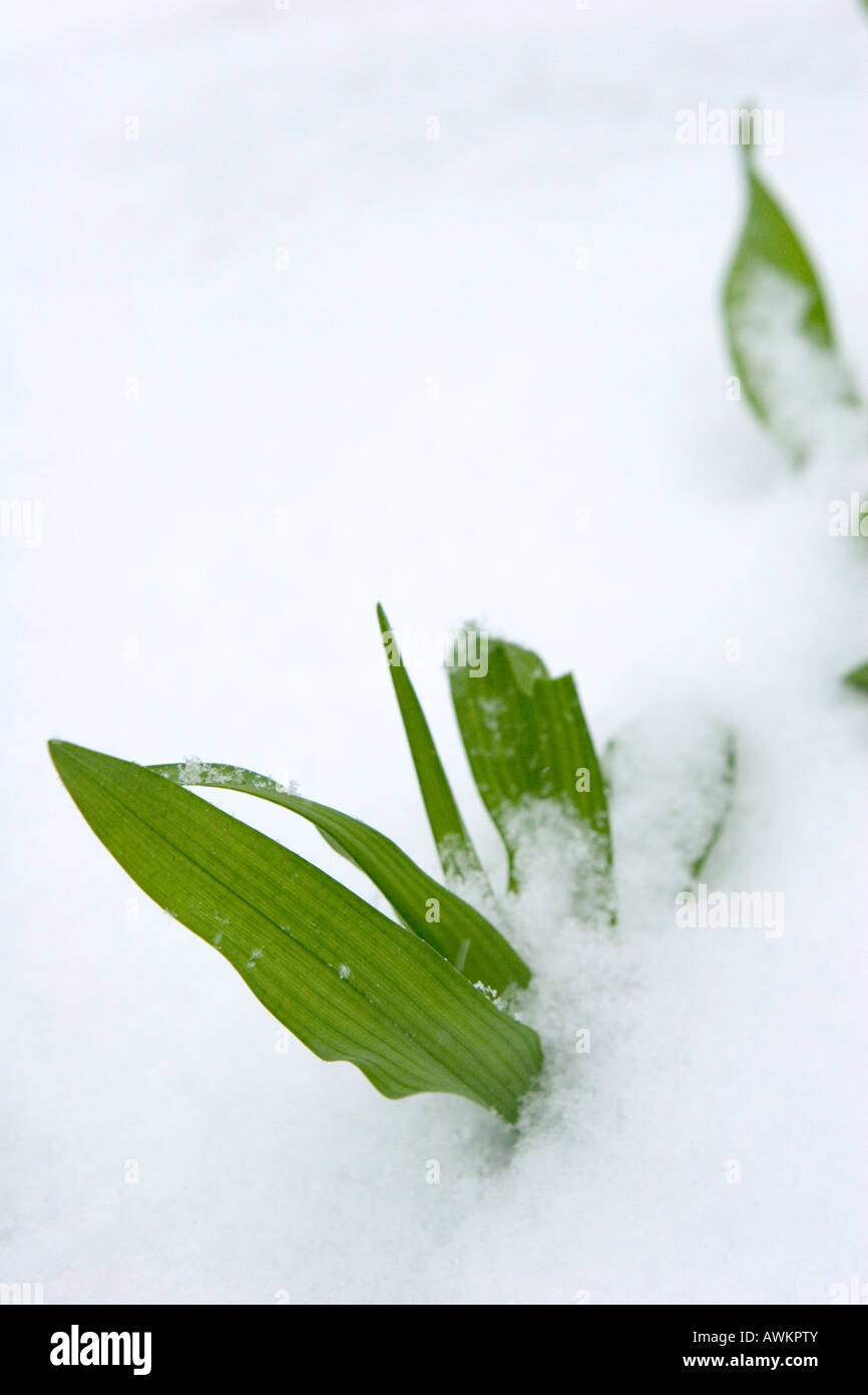 Breaking plant hi-res stock photography and images - Alamy