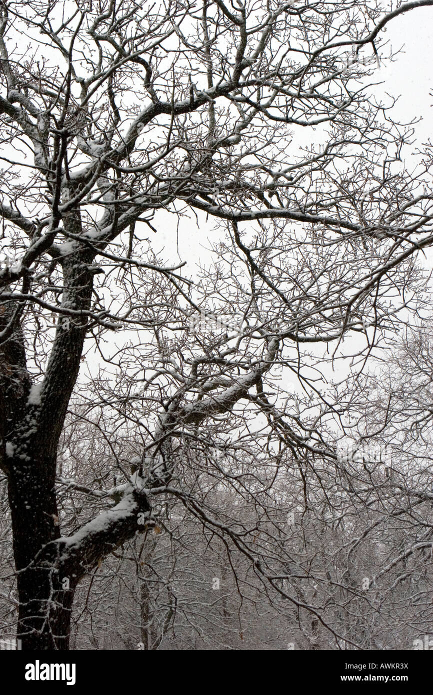 Snow Falling on Post Oak Branches Stock Photo - Alamy