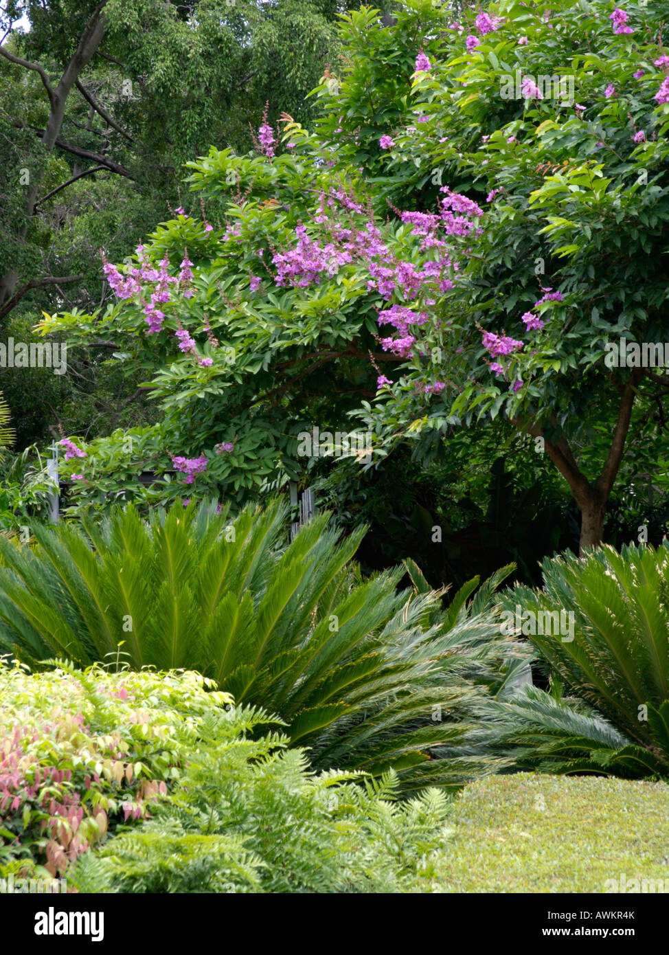 Giant crape myrtle (Lagerstroemia speciosa Stock Photo - Alamy