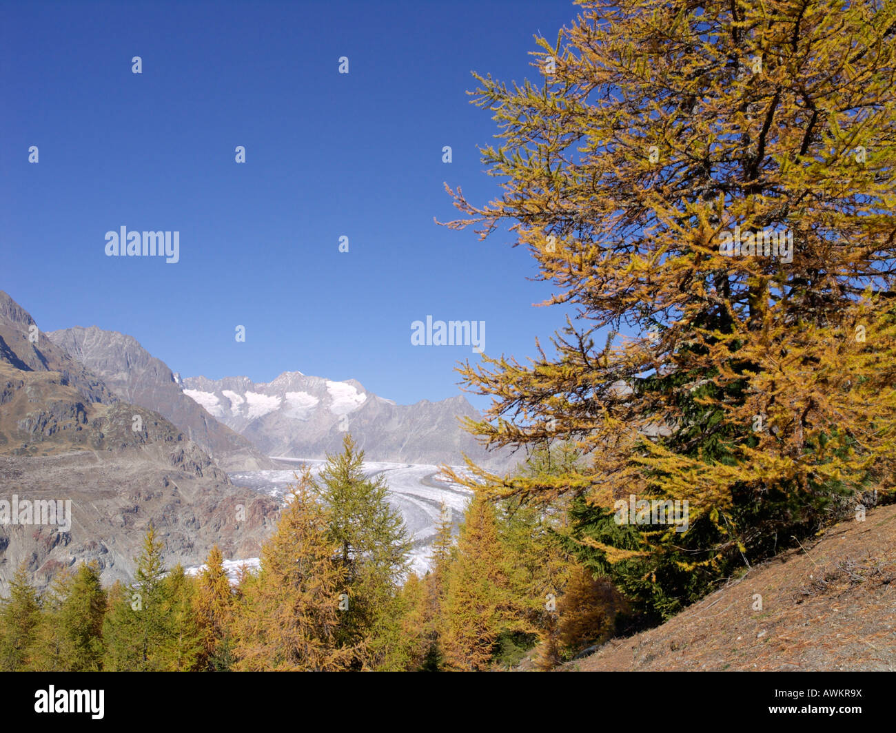 Aletsch forest, Switzerland Stock Photo - Alamy