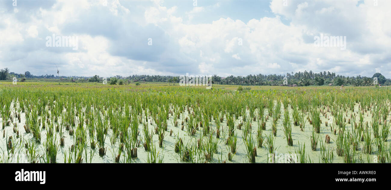 Panoramic view green rice field hi-res stock photography and images - Alamy