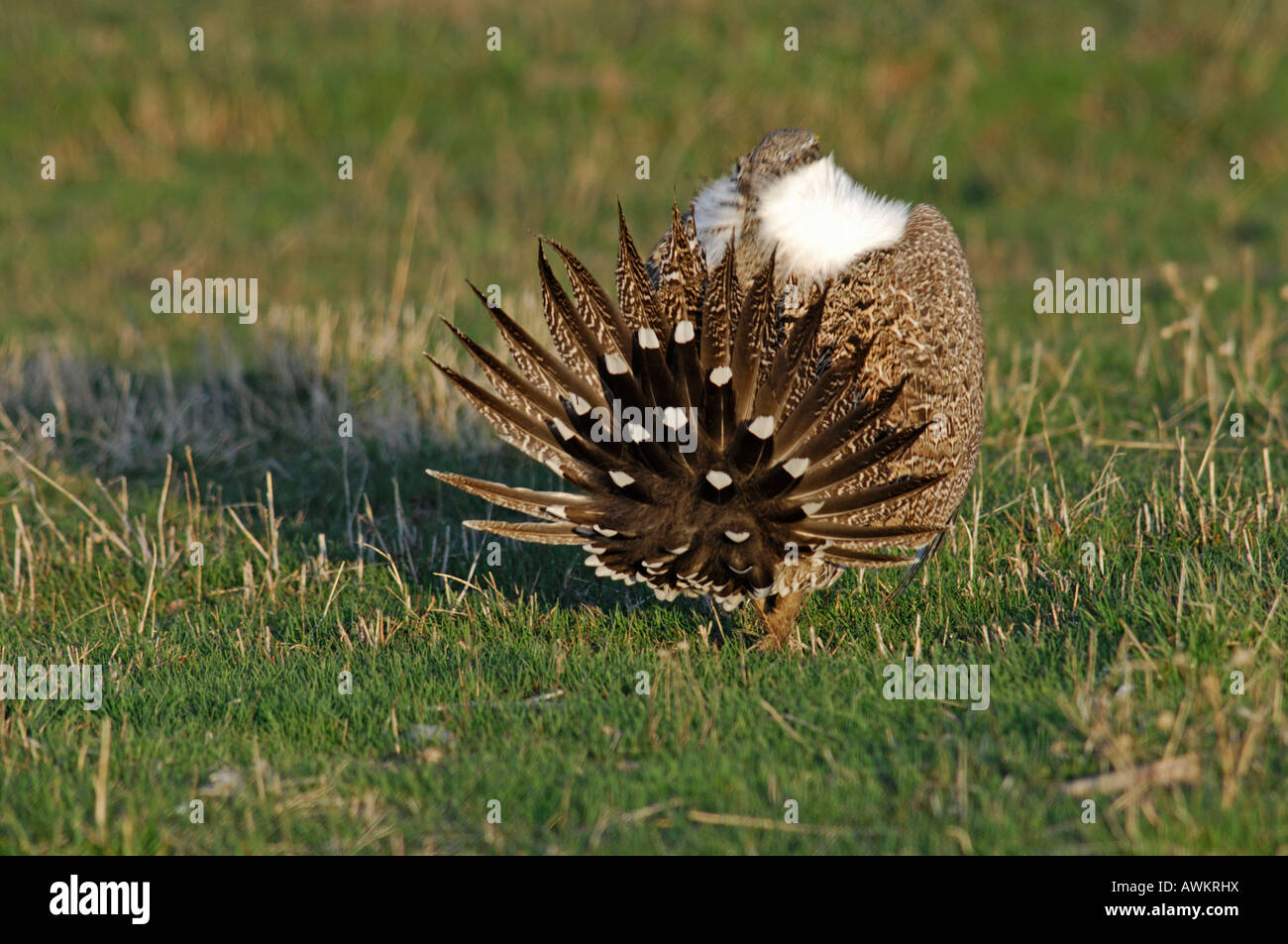 Stock photo of a greater sage-grouse showing its tail feathers Stock ...