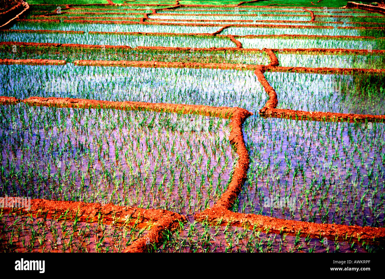 Paddy field goa hi-res stock photography and images - Alamy