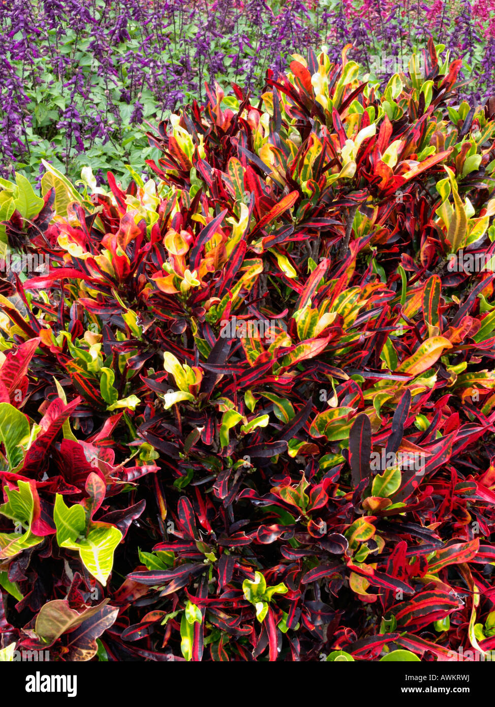 Croton (Codiaeum variegatum syn. Croton variegatus Stock Photo - Alamy