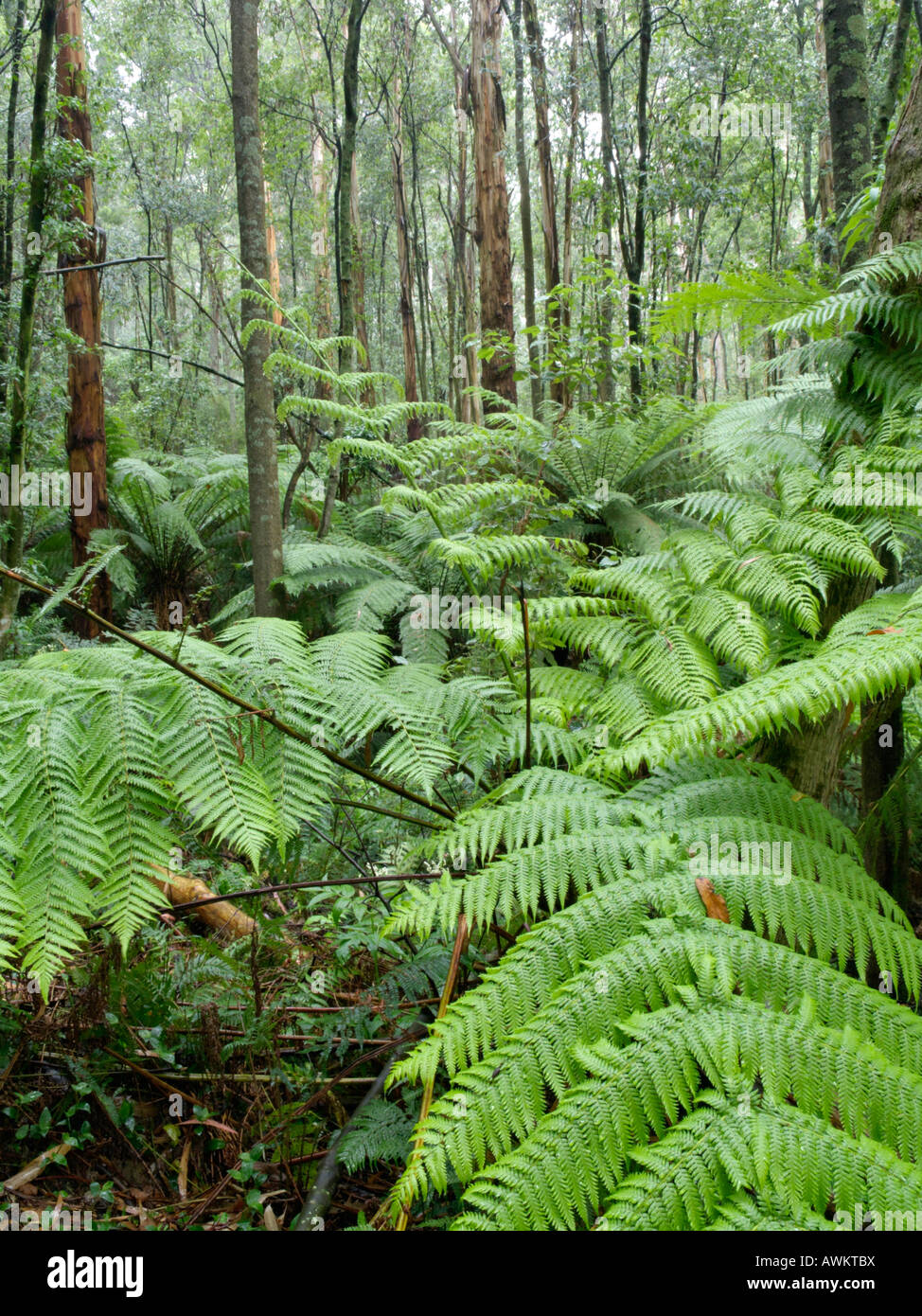Tree fern (Dicksonia antarctica), Dandenong Ranges National Park ...