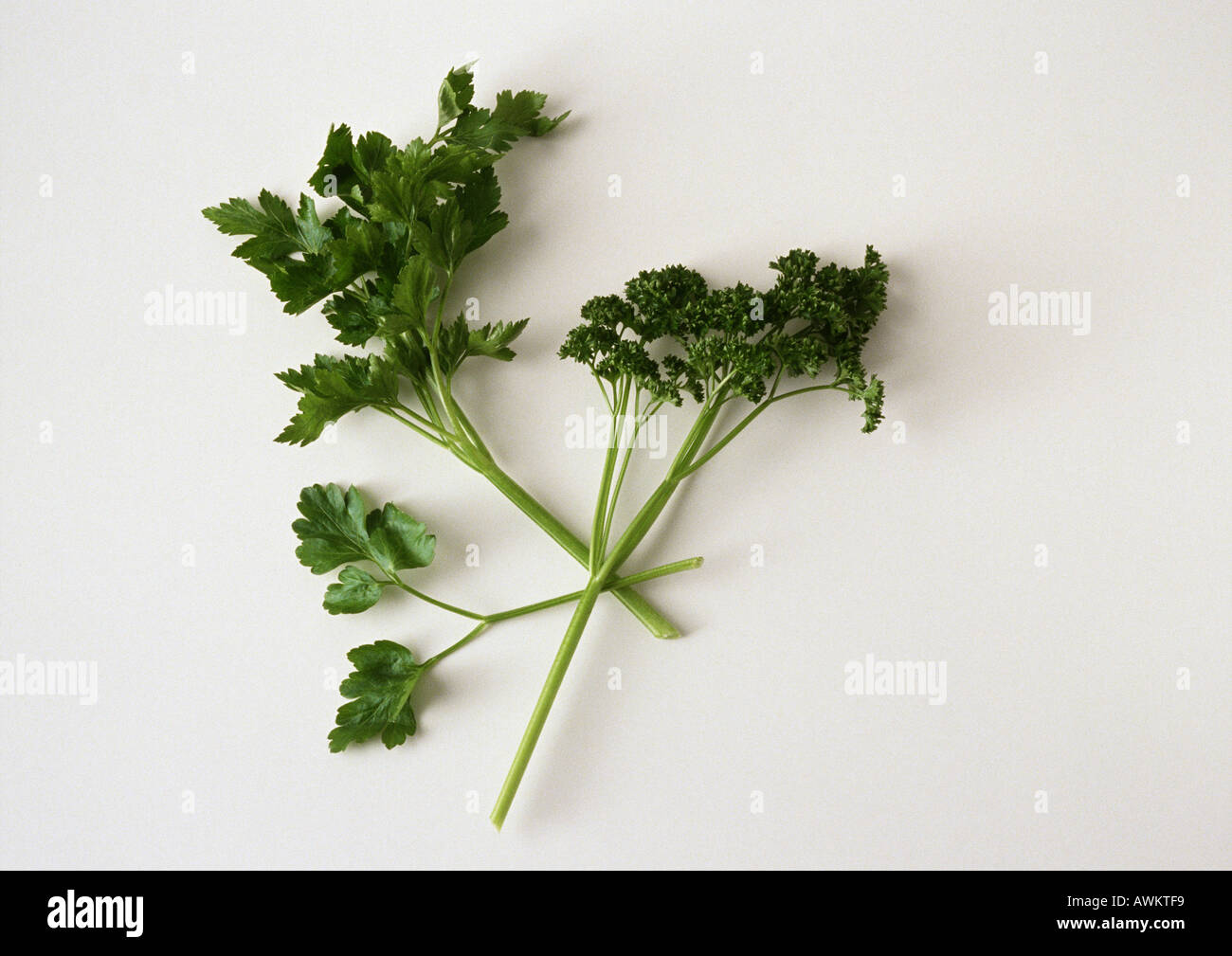 Parsley, close-up, white background Stock Photo - Alamy