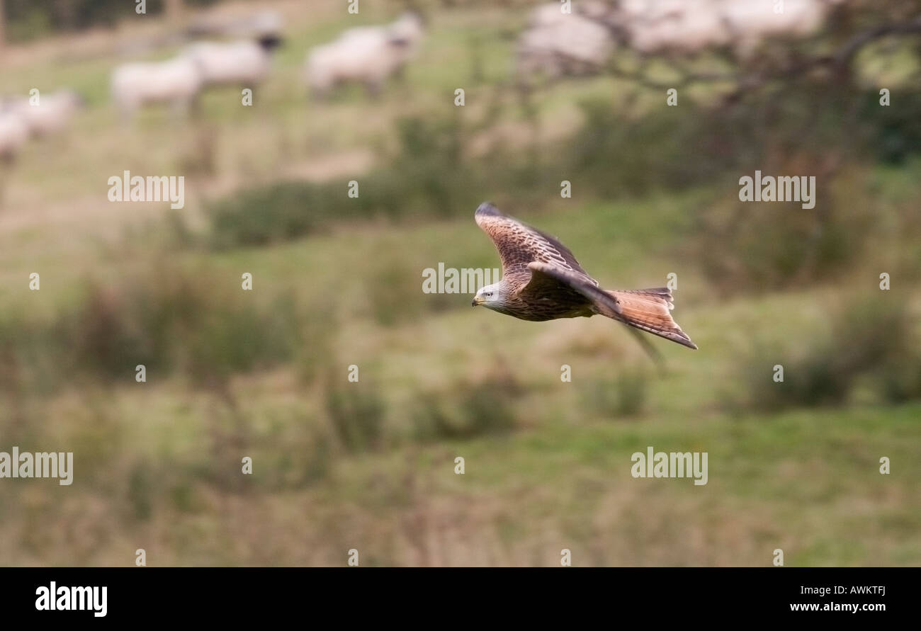 Red Kite flying in rolling Welsh countryside Stock Photo - Alamy