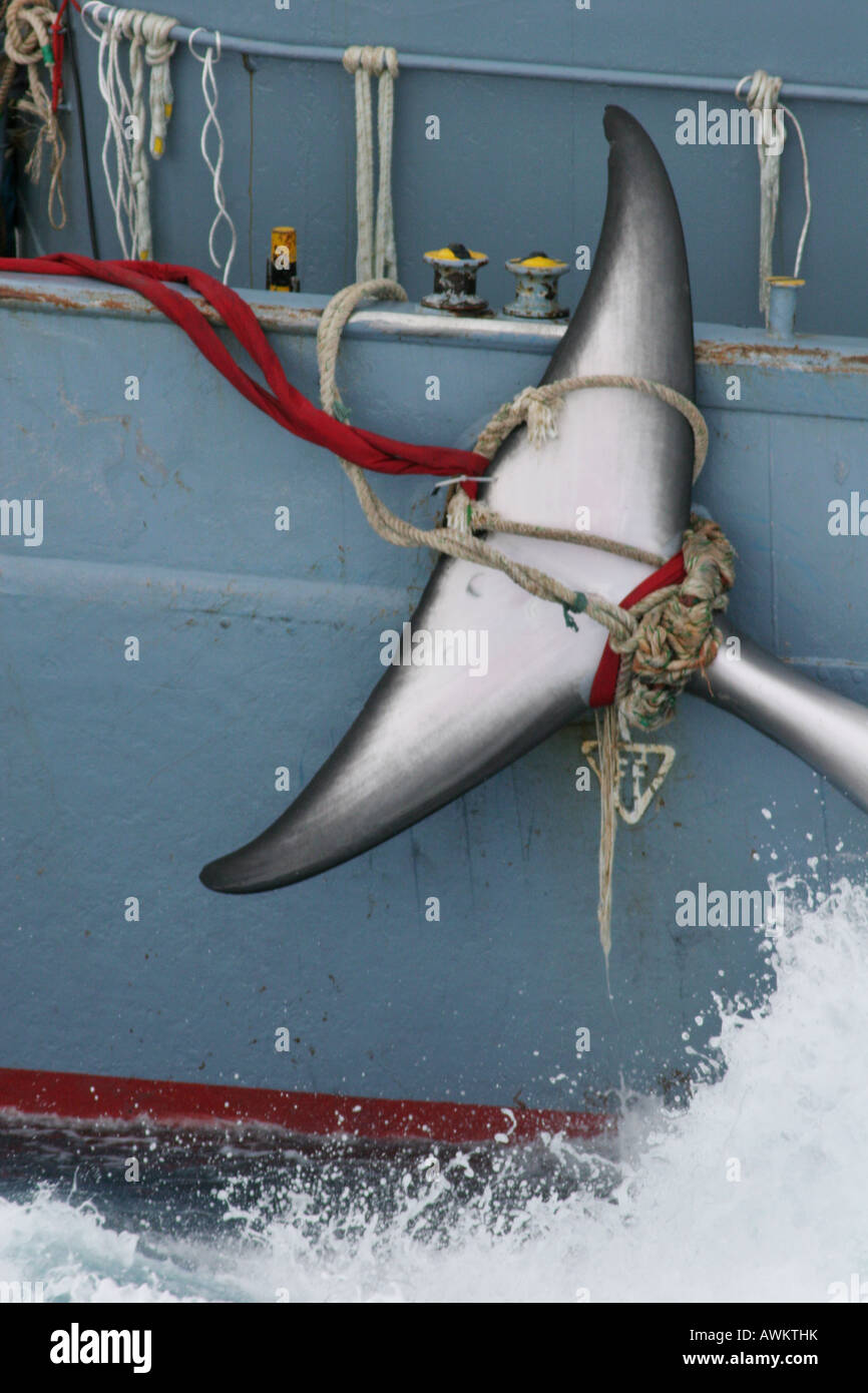 The hunting of minke whales by the 'Kyo Maru No 1' catcher ship of the ...