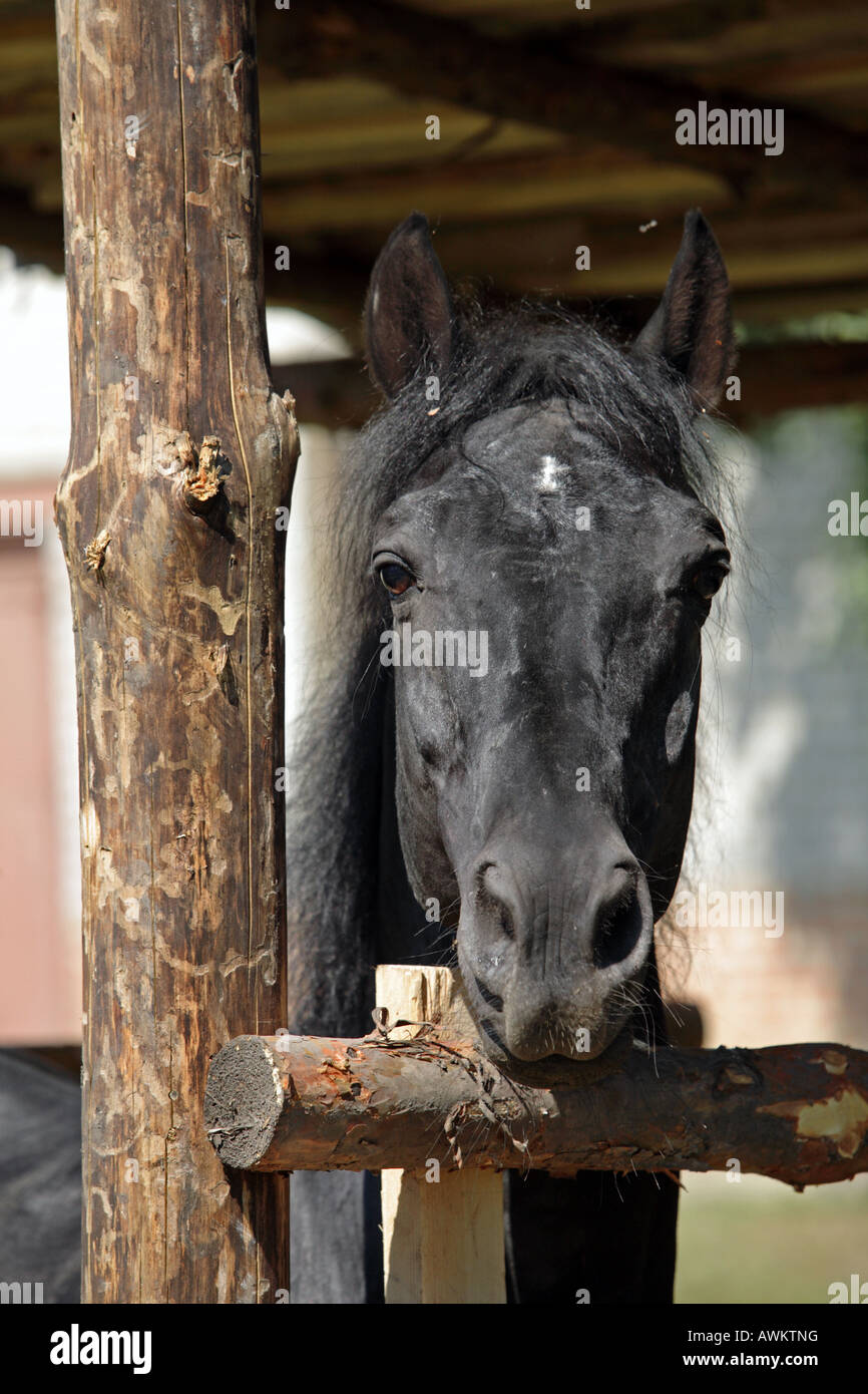 The black horse in stable Stock Photo - Alamy
