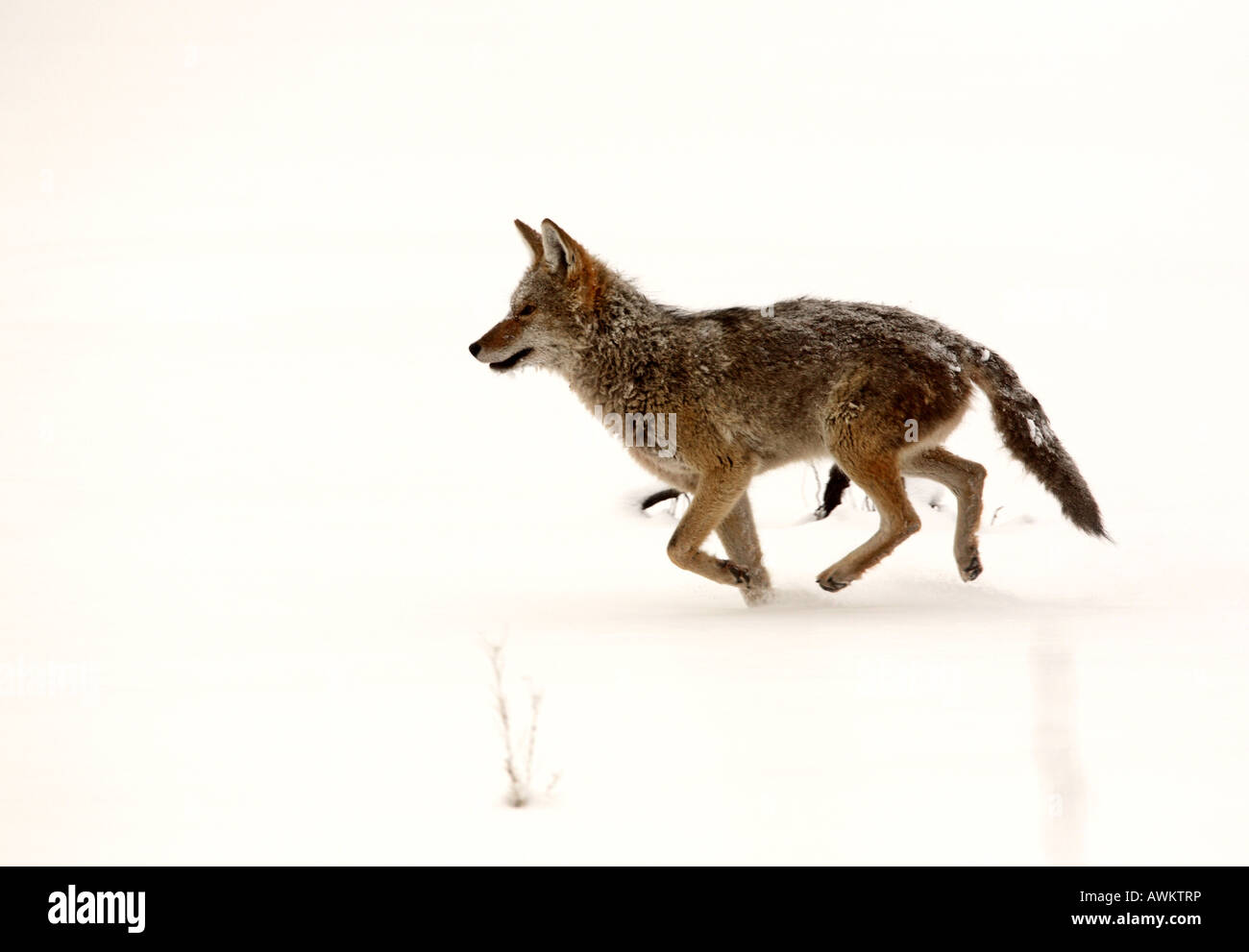 Running Coyote Logo Shooting Running Coyotes In South Dakota! | The