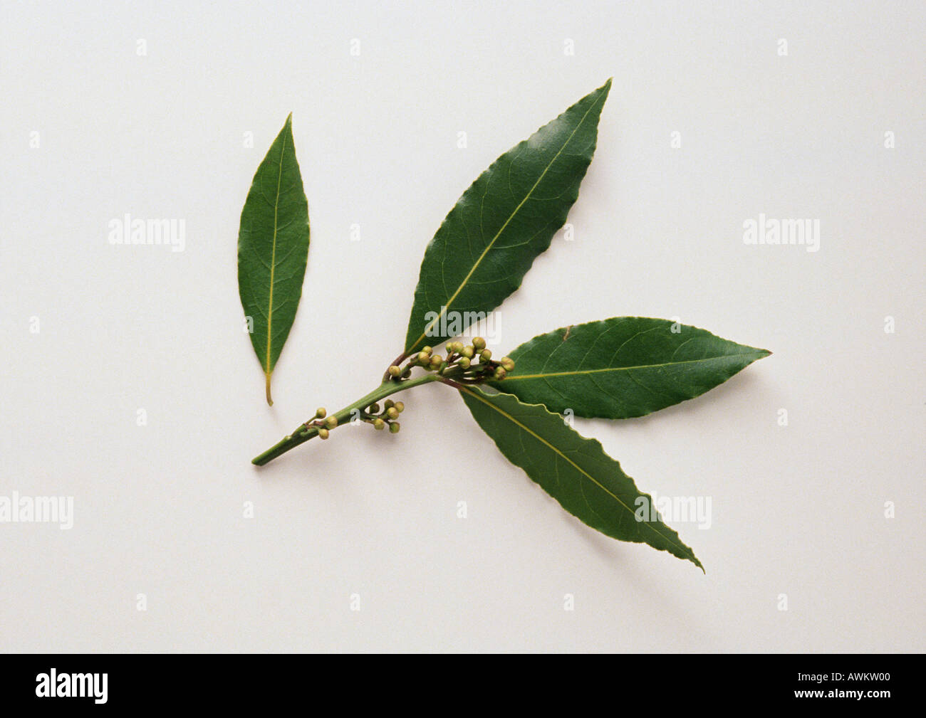 Bay leaves, white background Stock Photo - Alamy