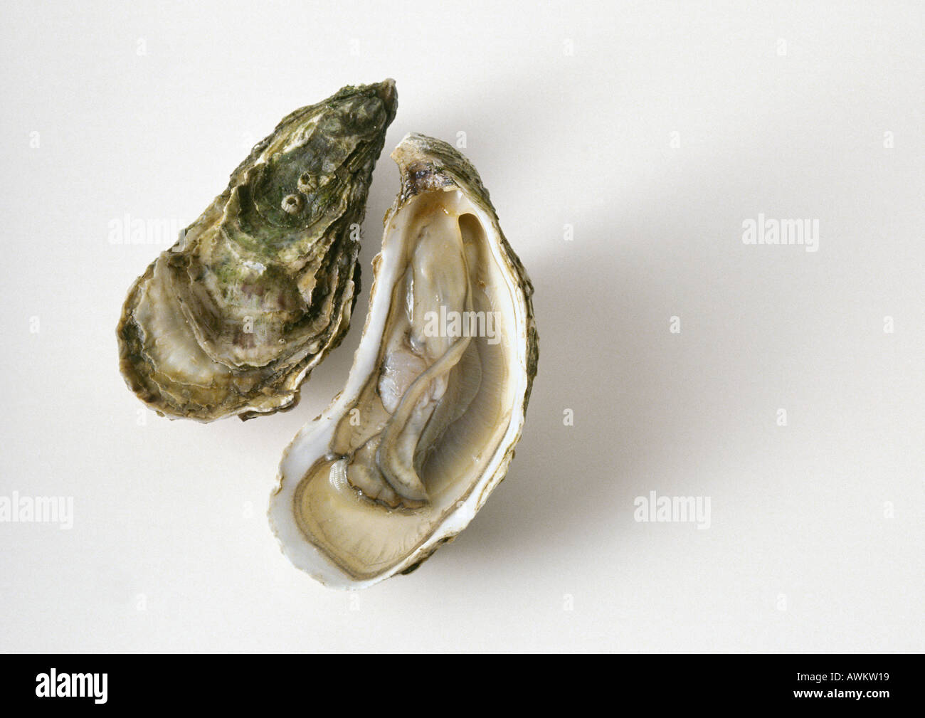 Plain oyster hi-res stock photography and images - Alamy