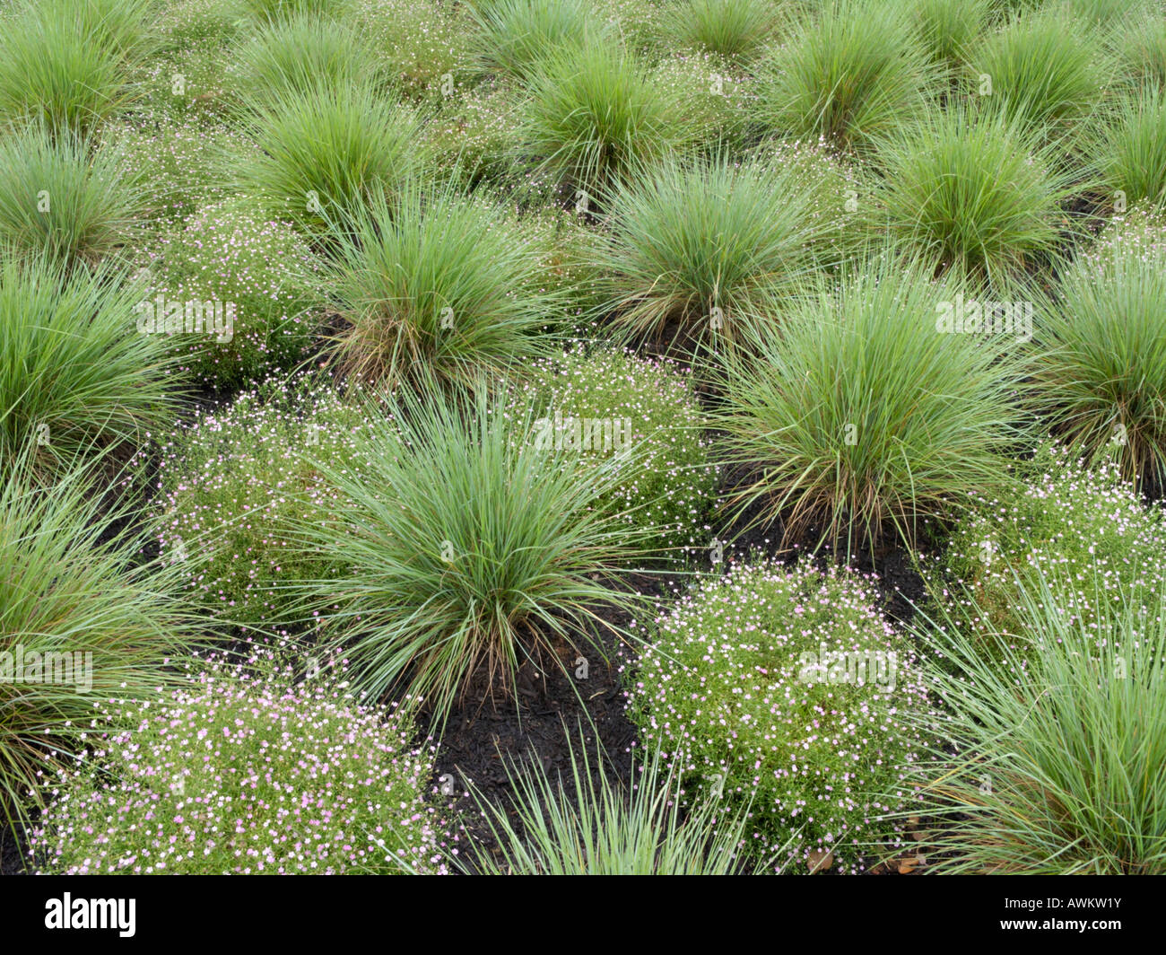 Ruby grass (Melinus nerviglumis) and gypsophila (Gypsophila Stock Photo ...