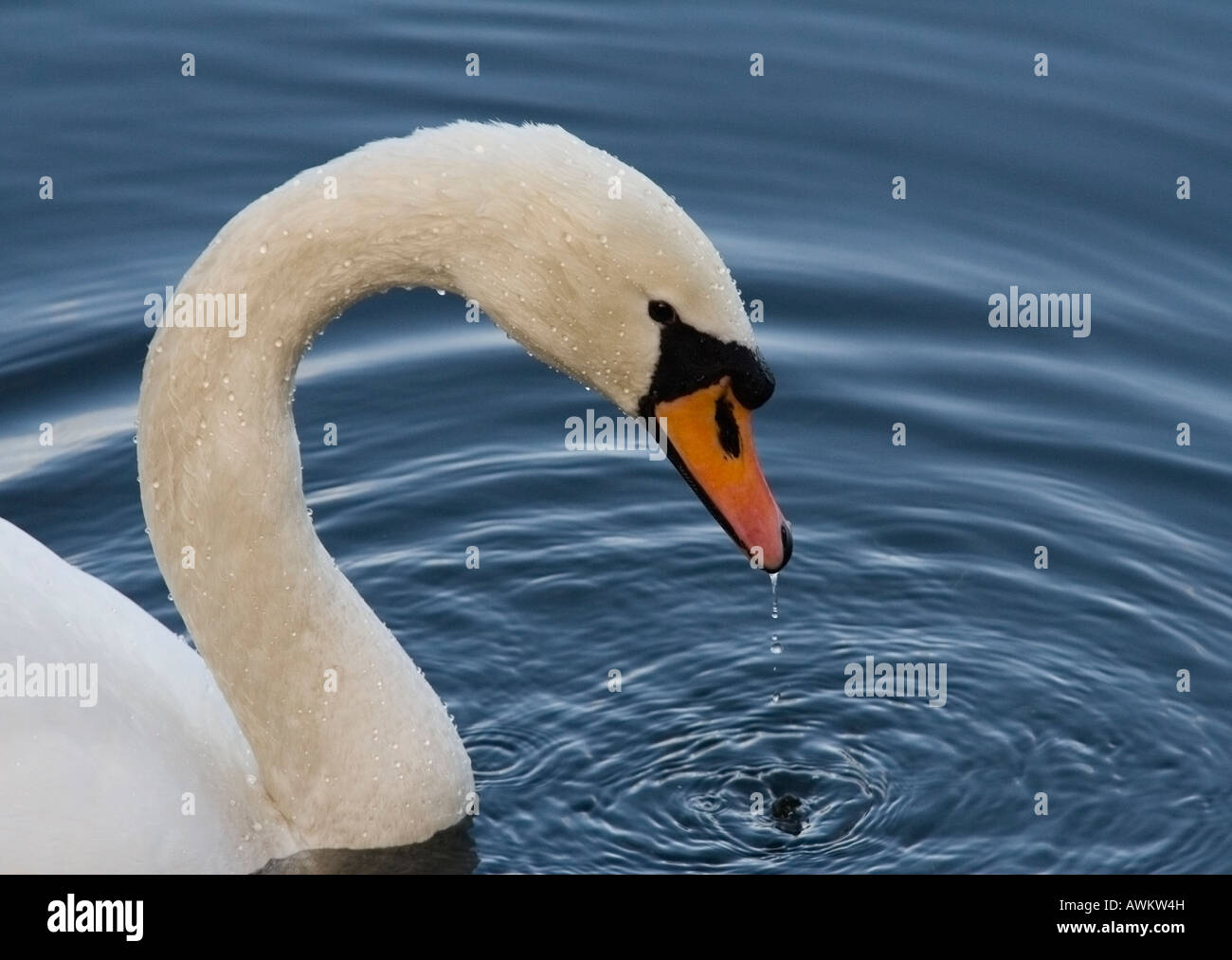 Mute Swan feeding with water running off bill Stock Photo - Alamy