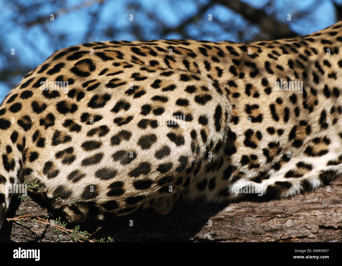 Leopard hind hi-res stock photography and images - Alamy