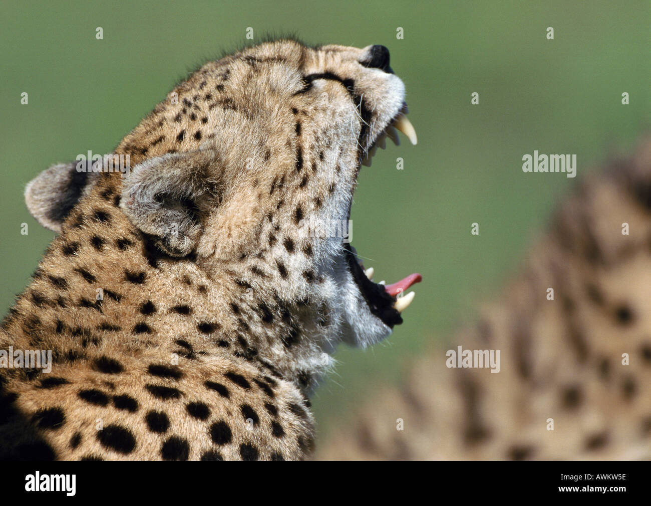 East African Cheetah (Acinonyx jubatus raineyii) with mouth open, side ...