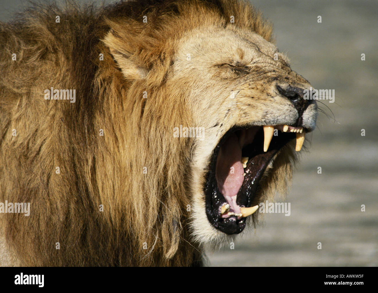 Roaring Lion Head High Resolution Stock Photography and Images - Alamy