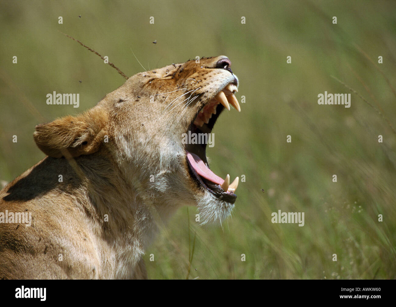 Lion growling (Panthera leo), face covered with flies, cropped view of ...