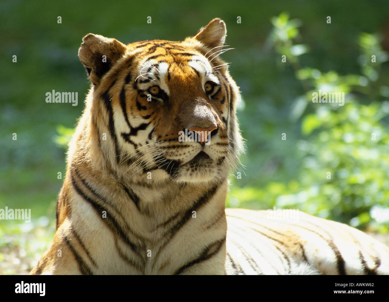 Bengal cat images hi-res stock photography and images - Alamy