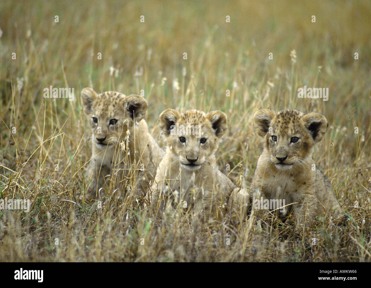 Africa, Tanzania, three lion cubs (Panthera leo) sitting in tall grass ...