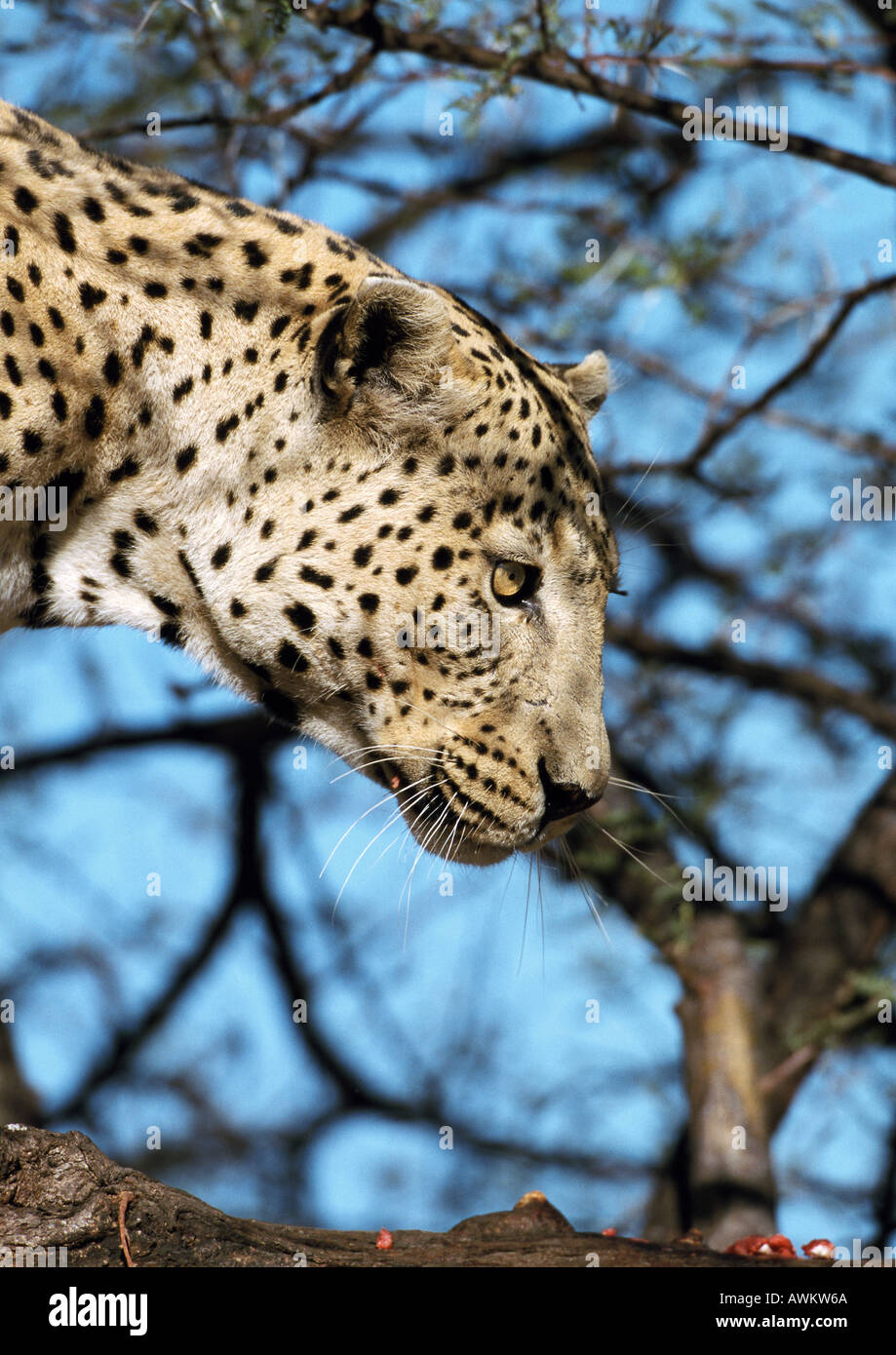 Side view african leopard head hi-res stock photography and images - Alamy