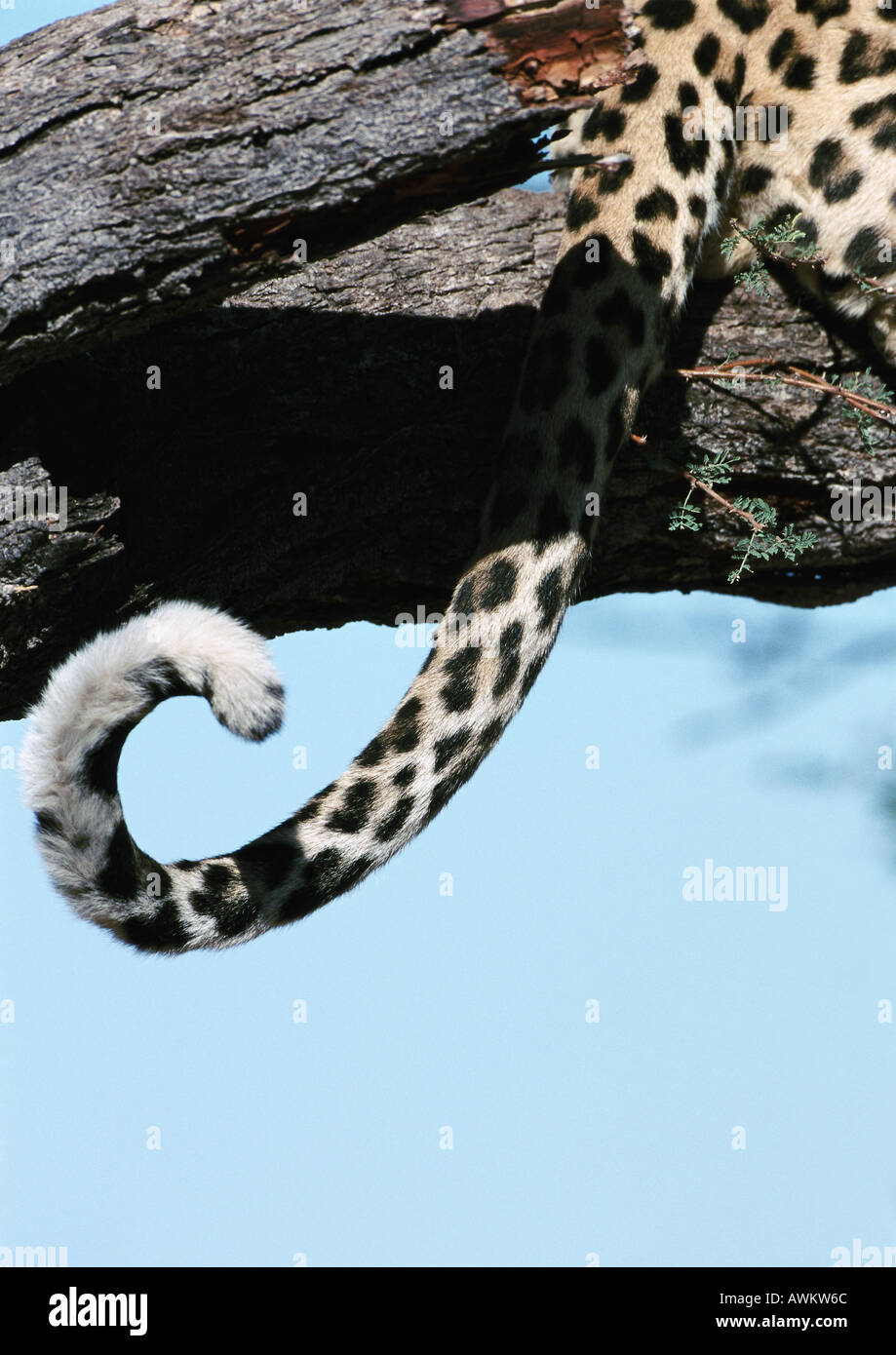 Leopards tail hi-res stock photography and images - Alamy