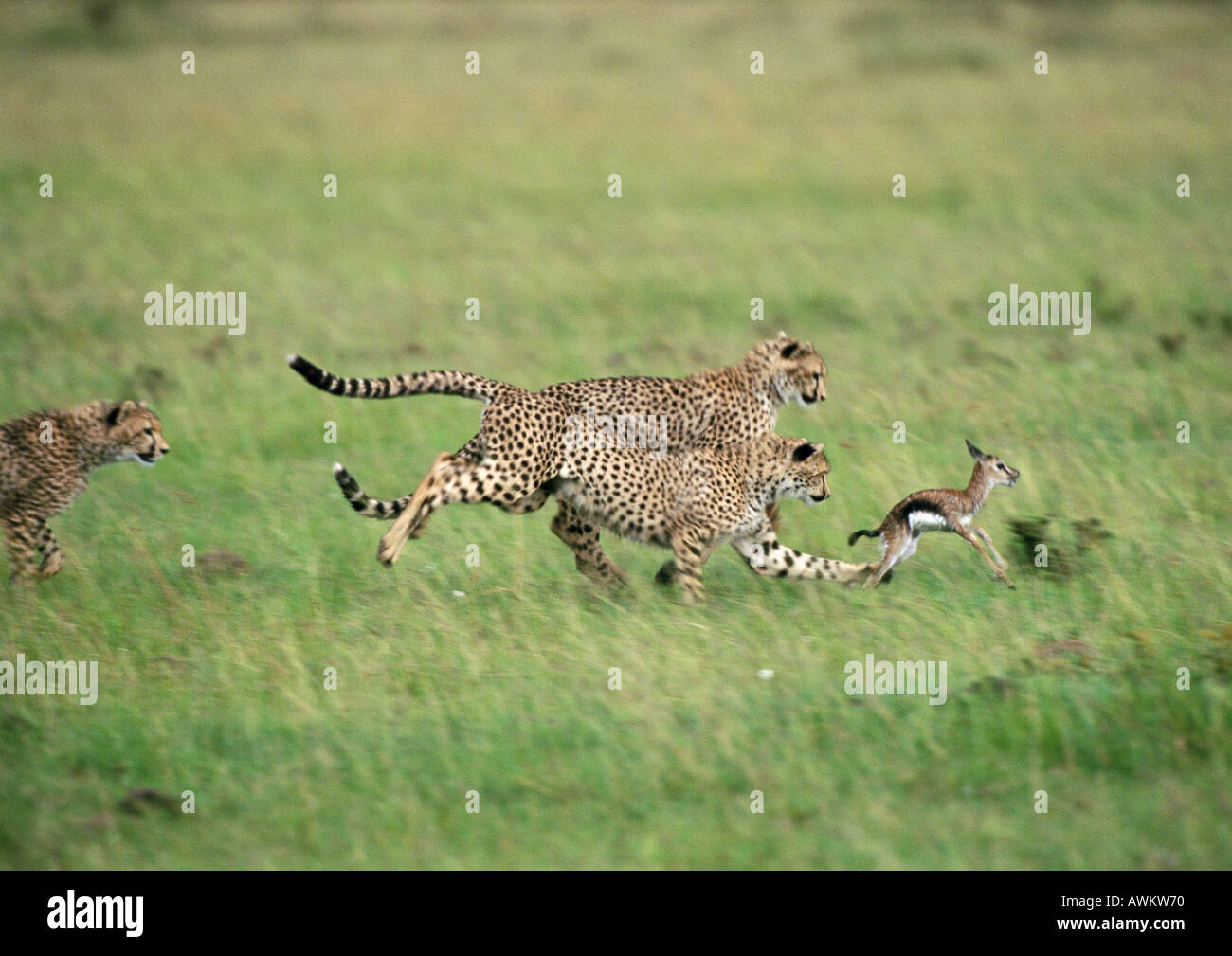 Cheetah catching thomson's gazelle hi-res stock photography and images ...