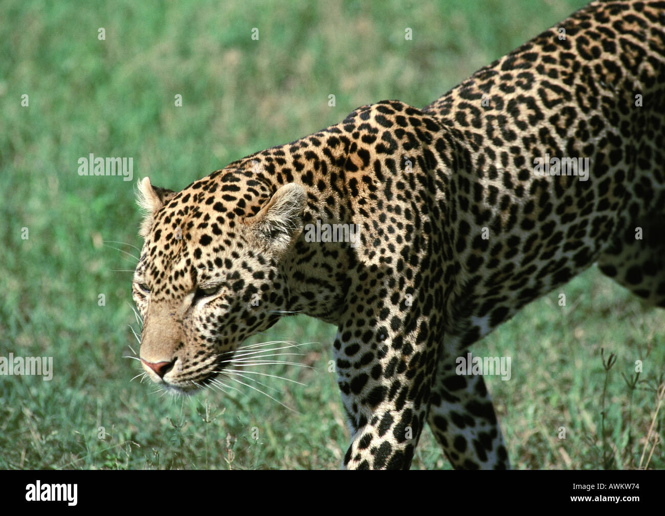 African Leopard (Panthera pardus) prowling Stock Photo - Alamy
