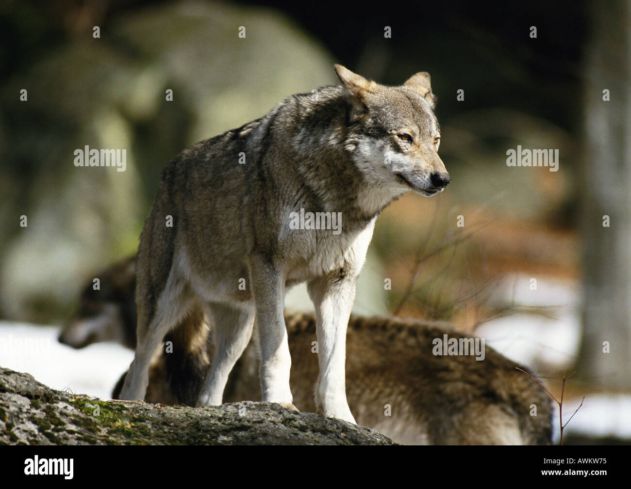 Gray Wolf (Canis lupus), Germany Stock Photo - Alamy