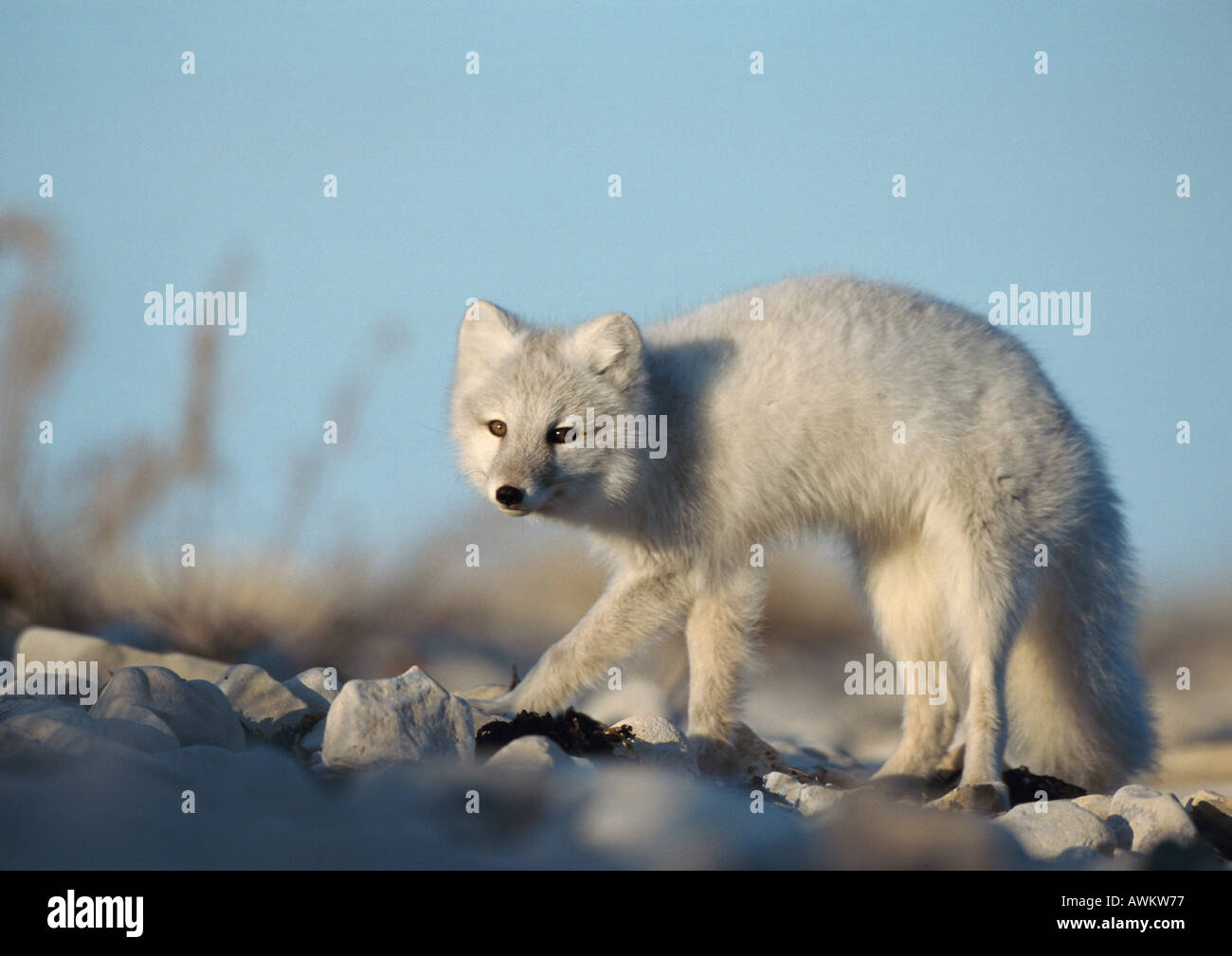 Canis lagopus hi-res stock photography and images - Alamy
