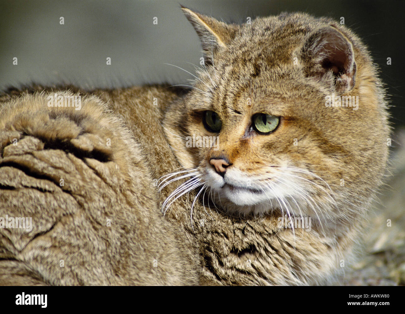 European Wildcat (Felis silvestris silvestris), close-up Stock Photo ...