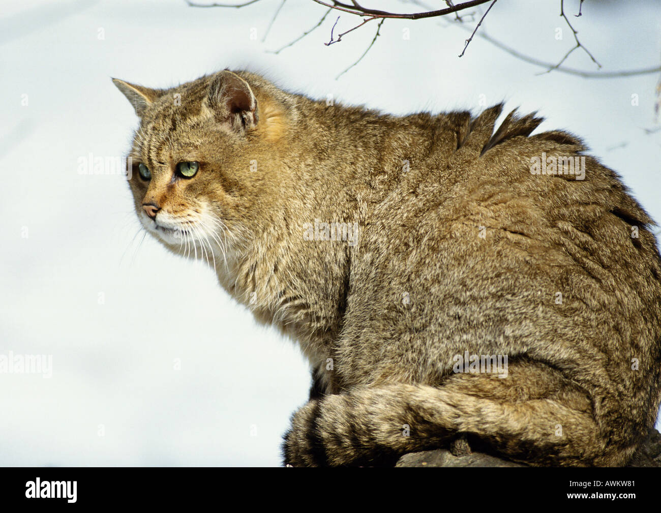 European Wildcat (Felis silvestris silvestris), full length Stock Photo ...