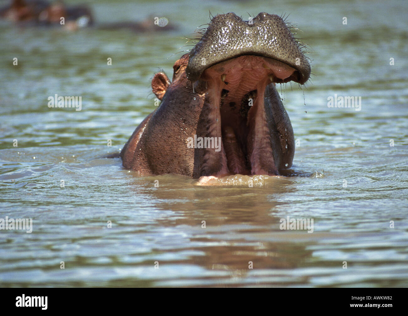 Hippopotamus (Hippopotamus amphibius) opening mouth in water, Tanzania ...